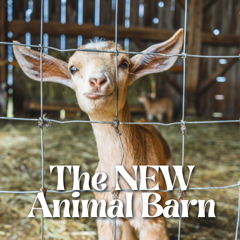 Pingle’s Tulip Days | Pingle's Farm Market