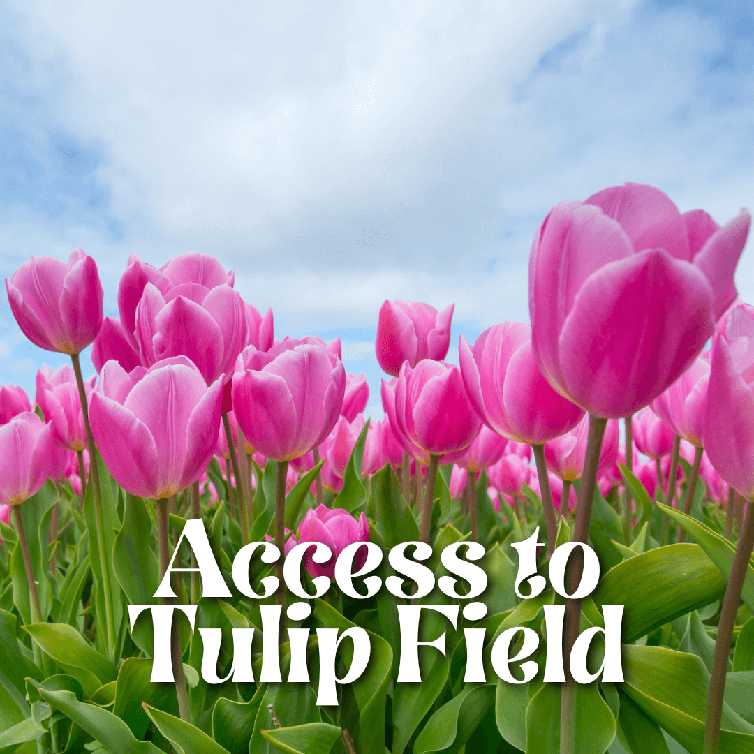 Pingle’s Tulip Days | Pingle's Farm Market